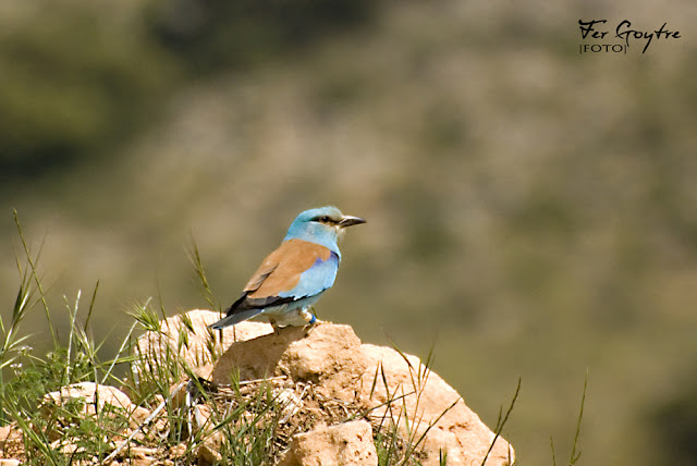 Bichos, plantas y demás parientes: La carraca, esa gran desconocida.