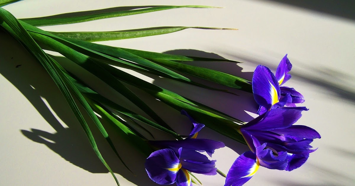 Baby Domina Iris Joined La Siora!