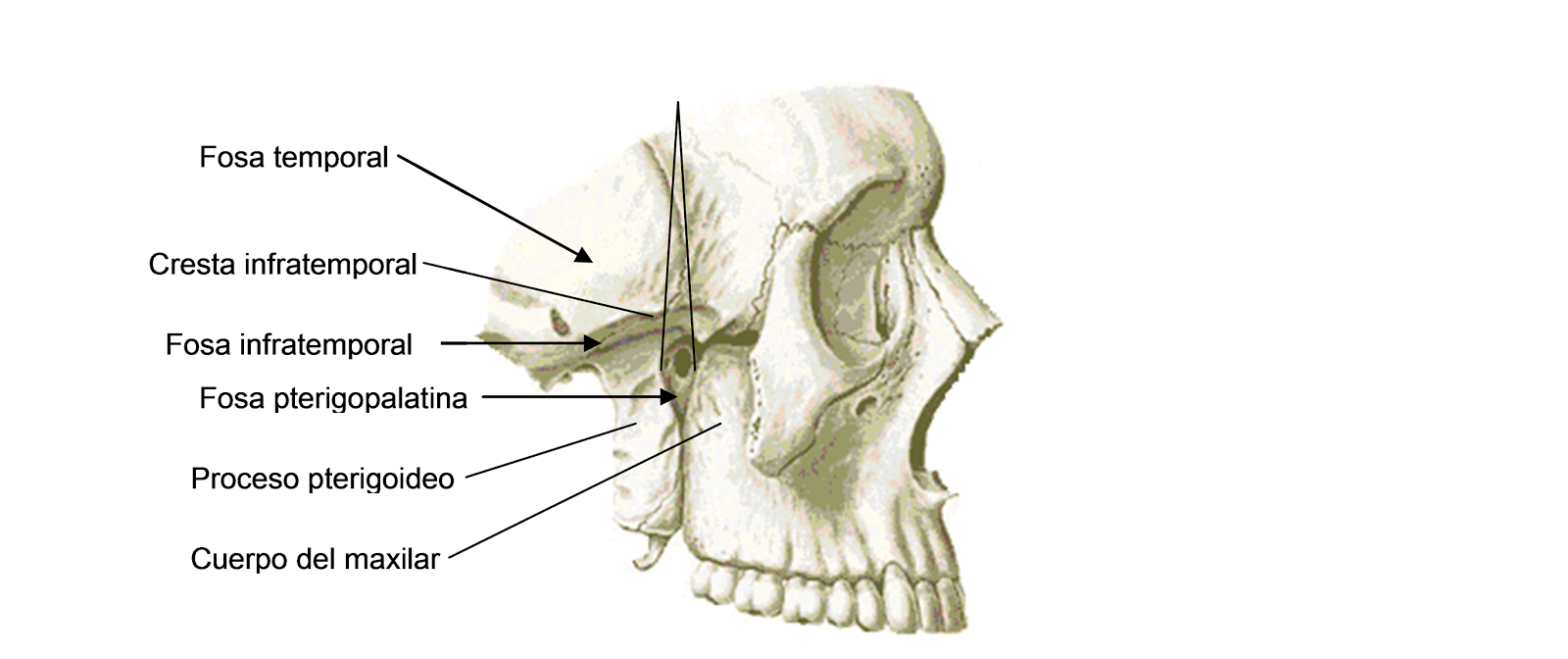 ANATOMÍA HUMANA : CRANEO EN SU CONJUNTO.