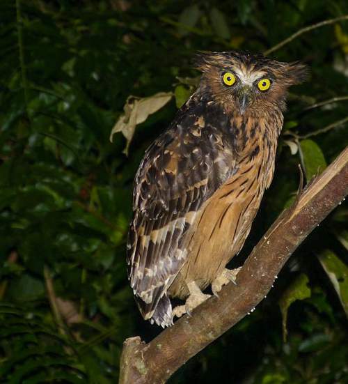 Buffy fish owl photos | Birds of India | Bird World