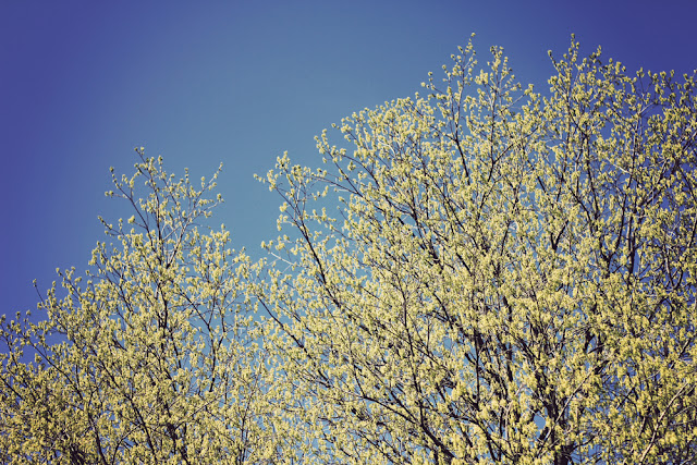 sassafras: spring weekend :: personal story