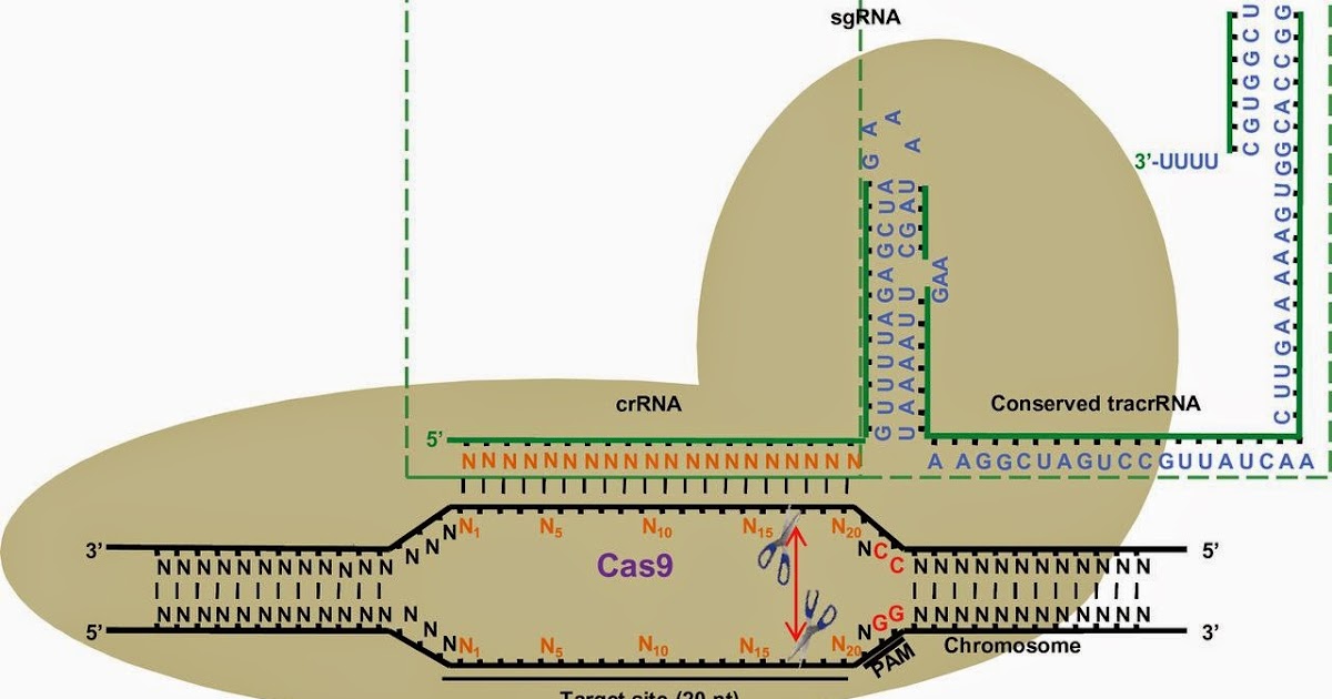 The CRISPR–Cas system for plant genome editing: advances and ...