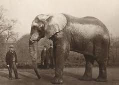 The Jungle Store: Jumbo The Giant Elephant