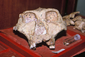 Catalogue of Organisms: Origins - A Day in the Broom Room