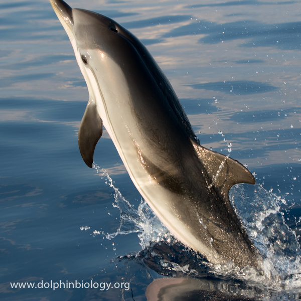 Dolphin Biology and Conservation: Too close