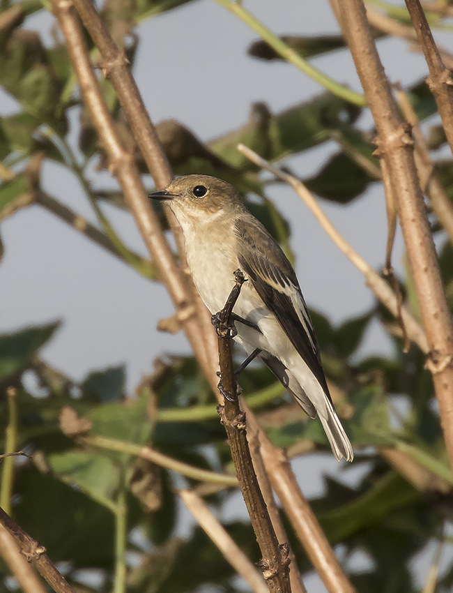 PLODDINGBIRDER: Pied flycatchers!