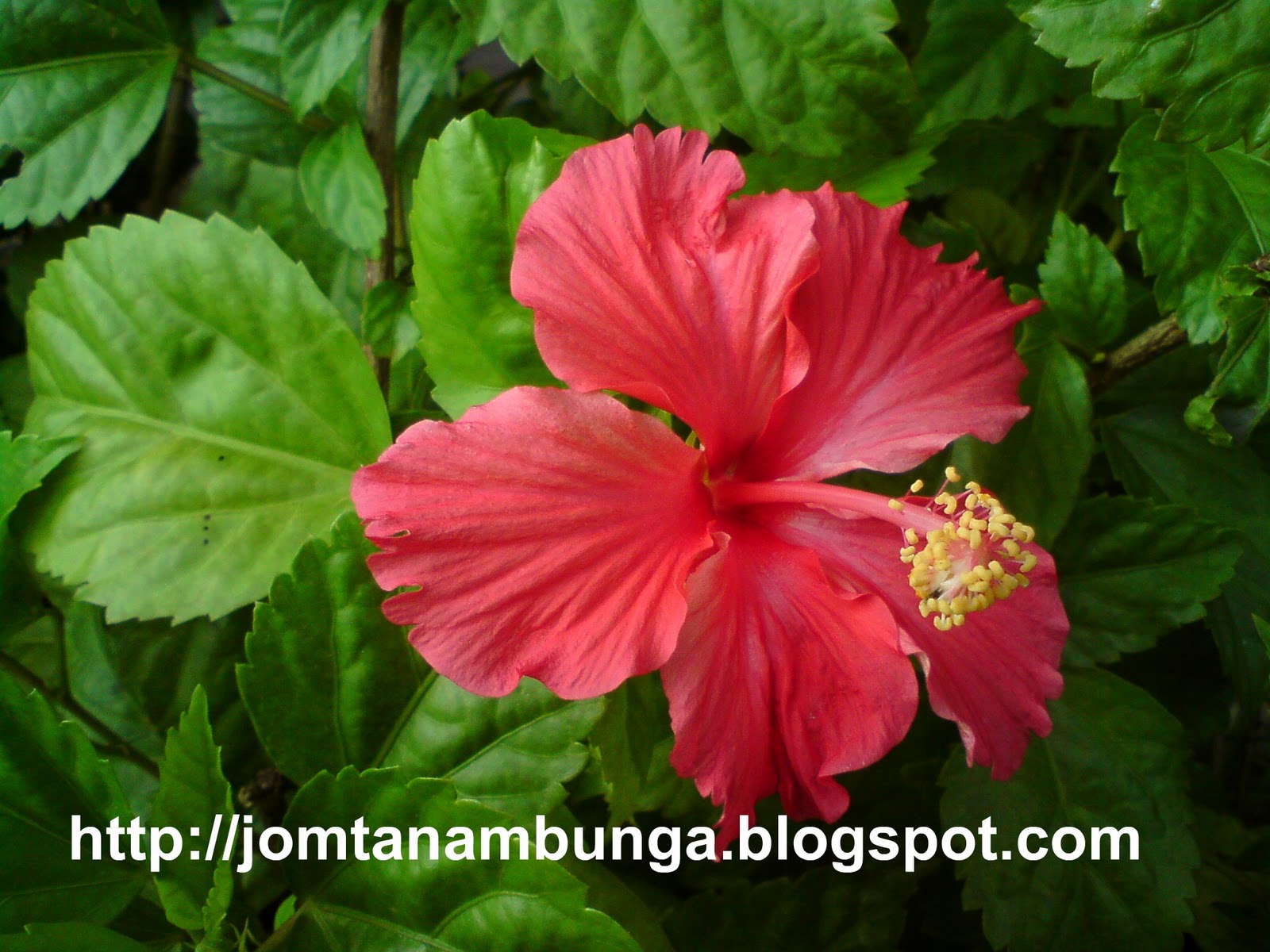 Jom Tanam Bunga: Album Bunga