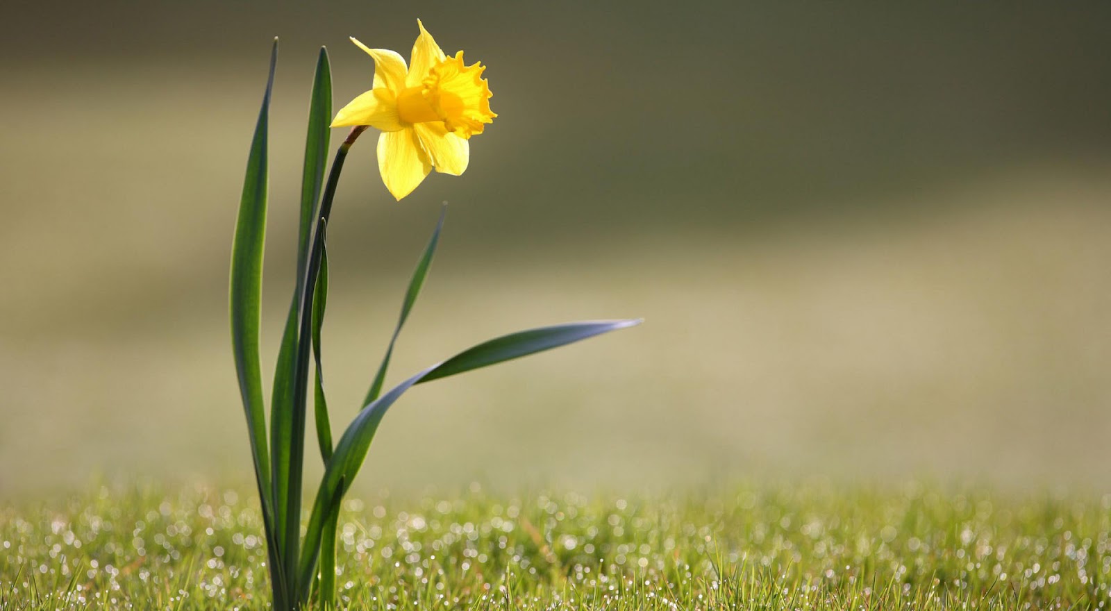 Care-we: Single daffodil