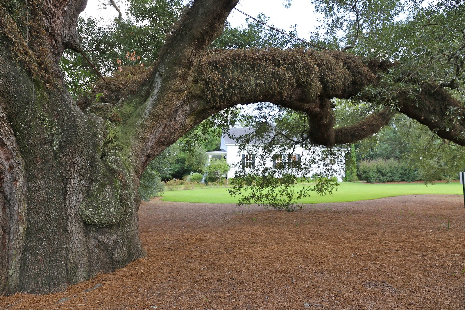 Sweet Southern Days: The "Big Oak" in Thomasville, Georgia