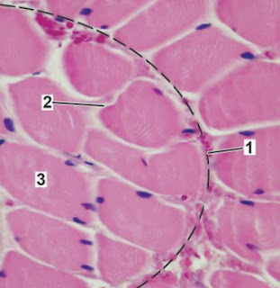 Endomysium, Perimysium and epimysium - definition, histology