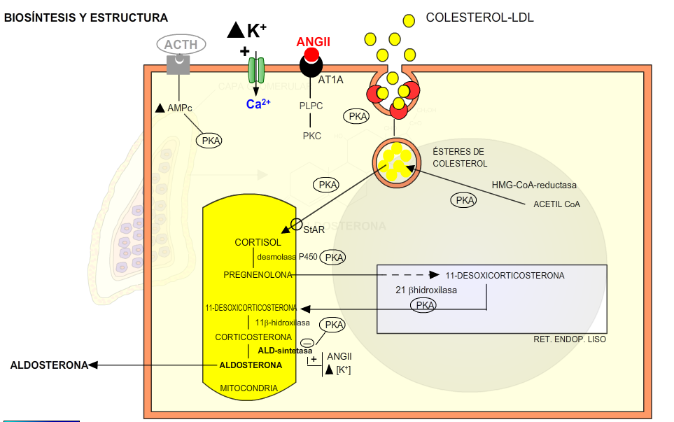 F M E D: ALDOSTERONA