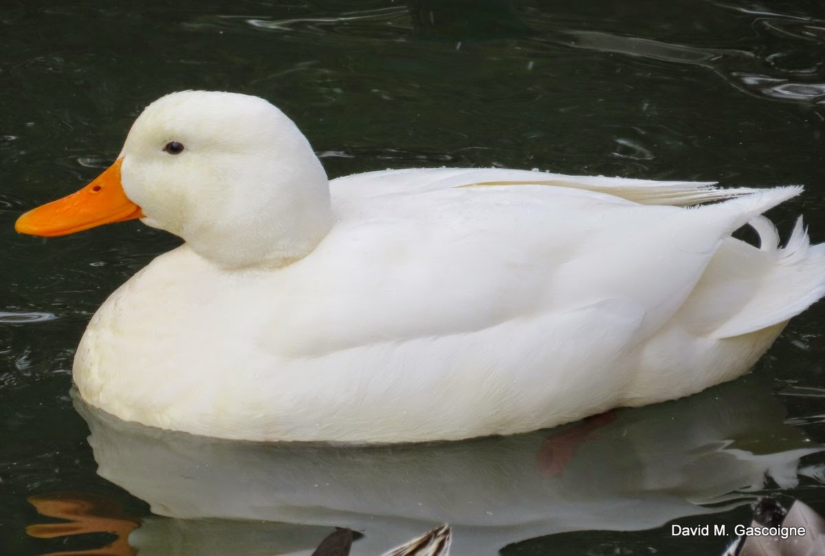 Pekin Duck (Canard colvert domestique) - Travels With Birds