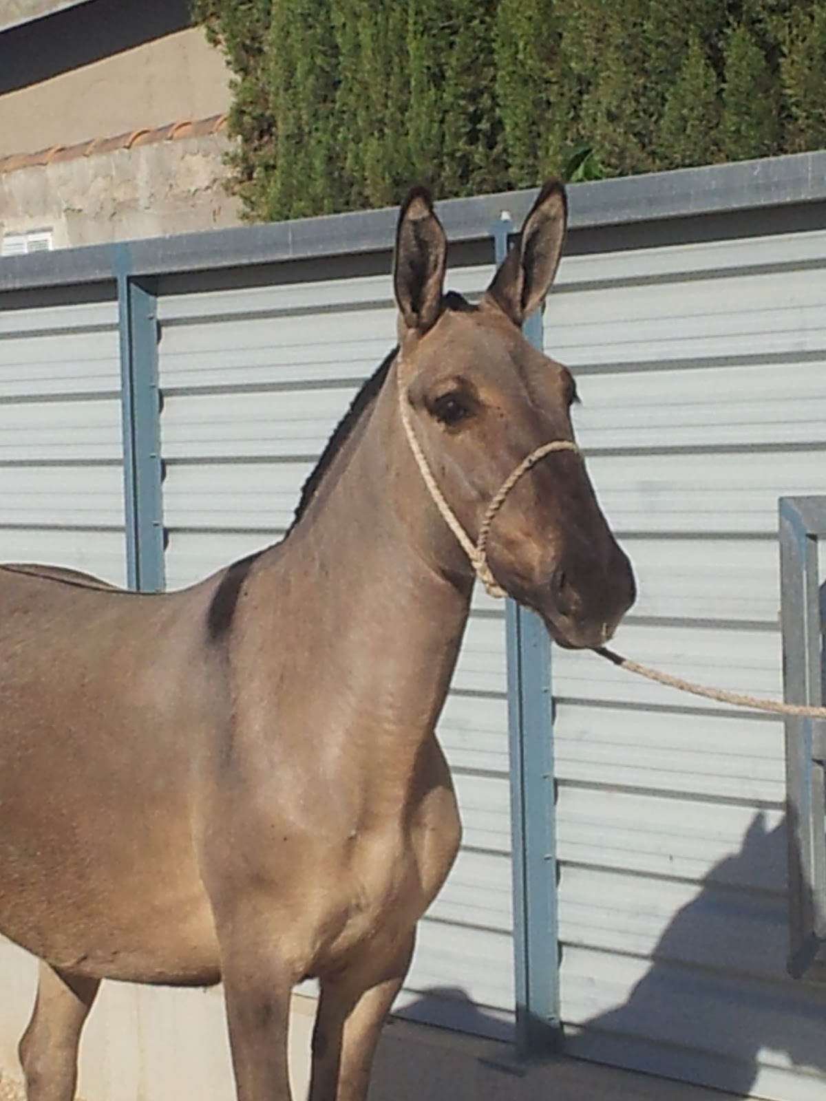 MULAS EN MURCIA: MULAS 2