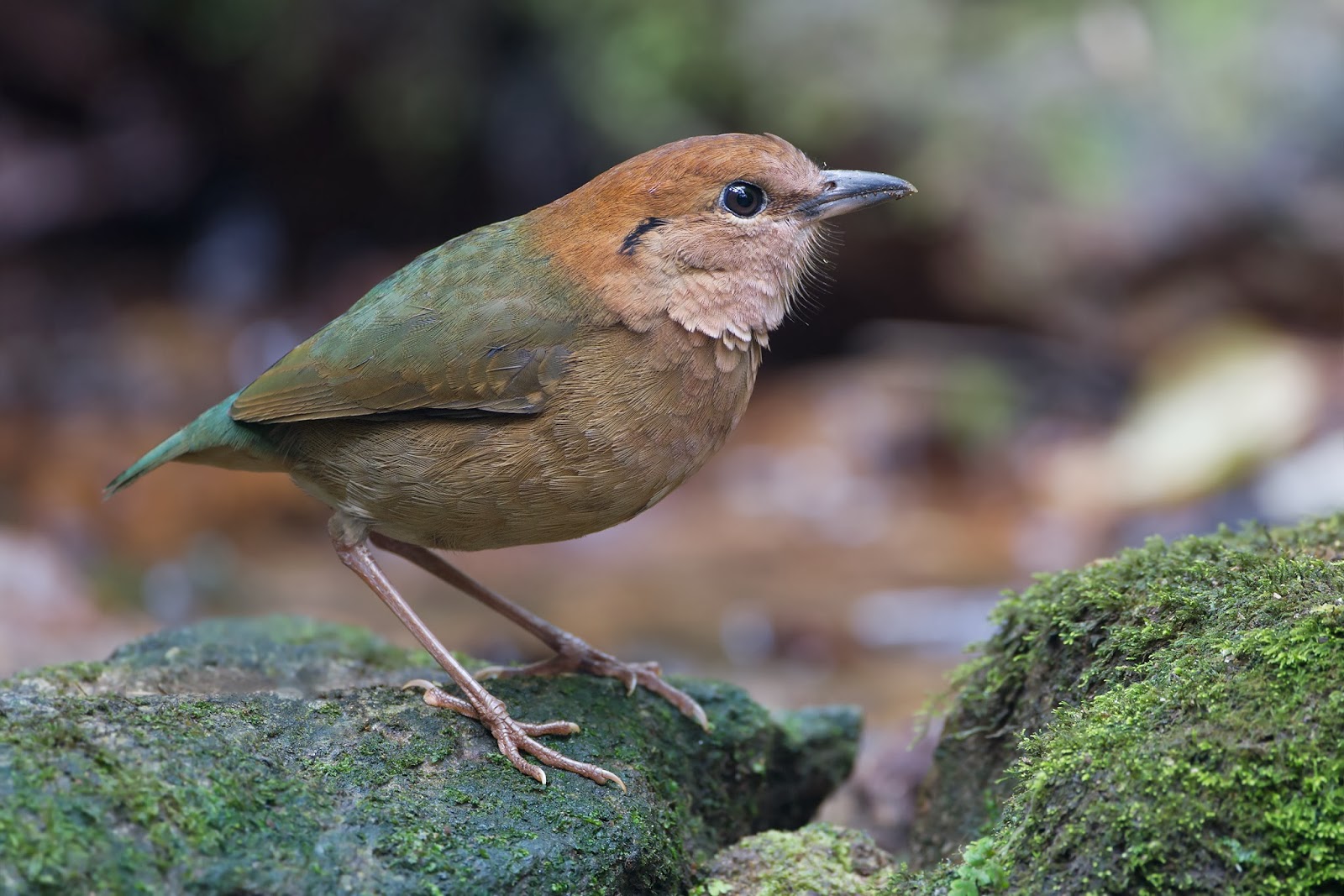 Rusty Naped Pitta Bird - Pets