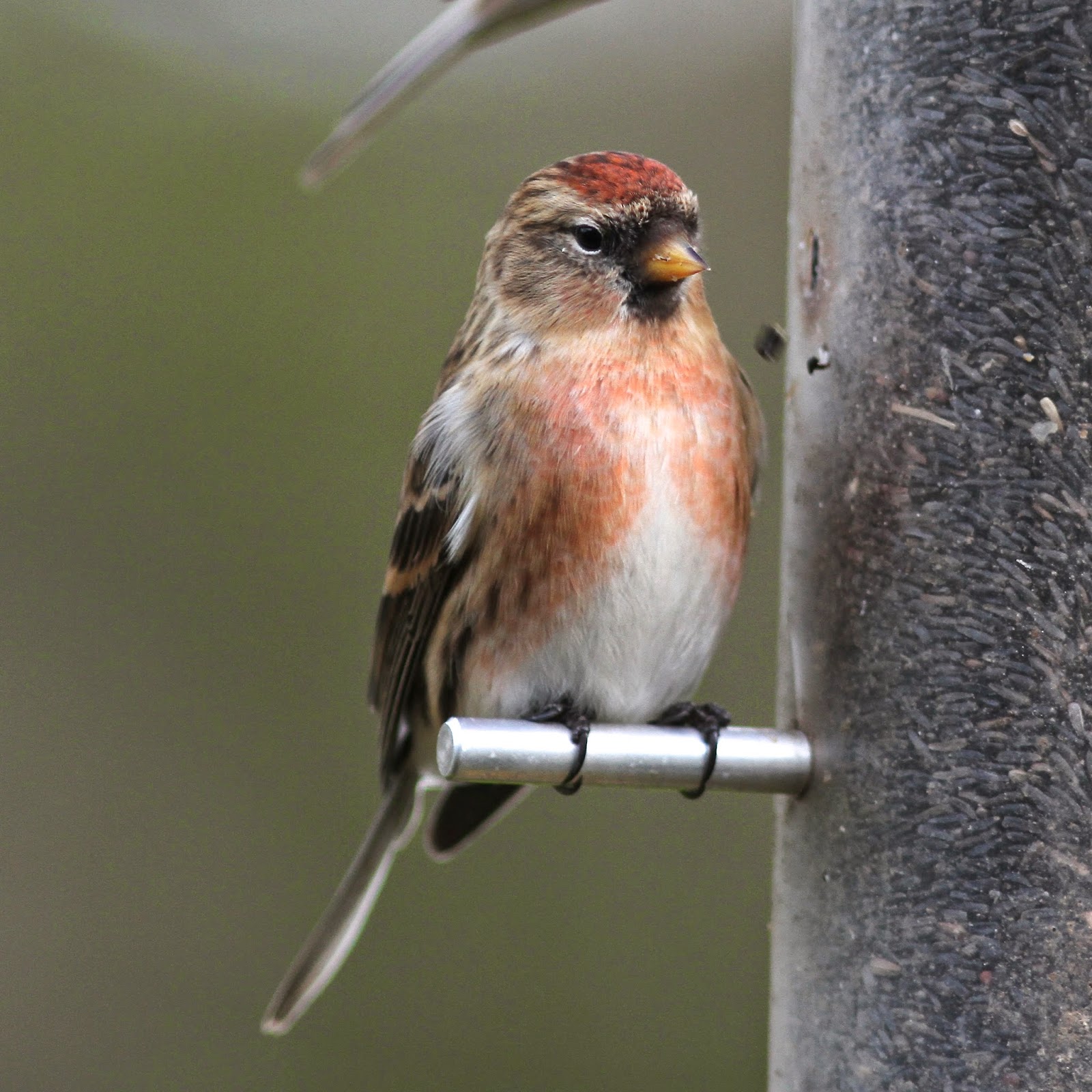 TrogTrogBlog: Bird of the week - Lesser redpoll