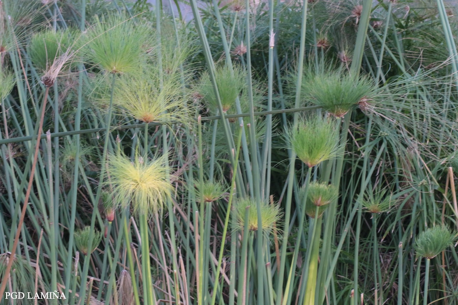 CYPERUS PAPYRUS, Cv. NANUS. papiro.