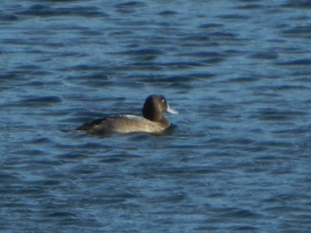 Barnsley Bird Sightings: Wintersett + Gull Roost