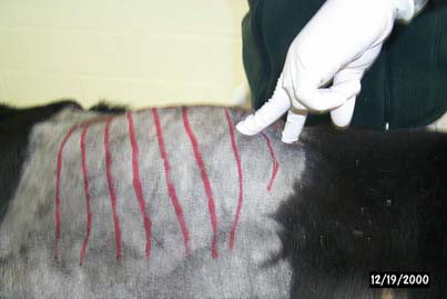 Happy Pet Solutions: THORACOCENTESIS AS DIAGNOSTIC AND THERAPEUTIC TOOL ...