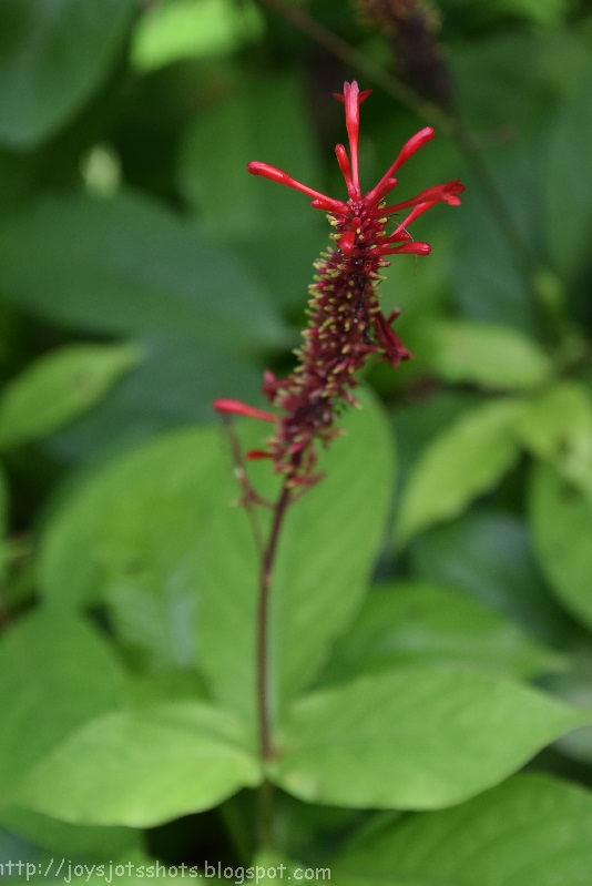 Joy's Jots, Shots & Whatnots: Sun Best ~ Simply Red Firespike