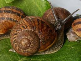 Animales curiosos: mayo 2016