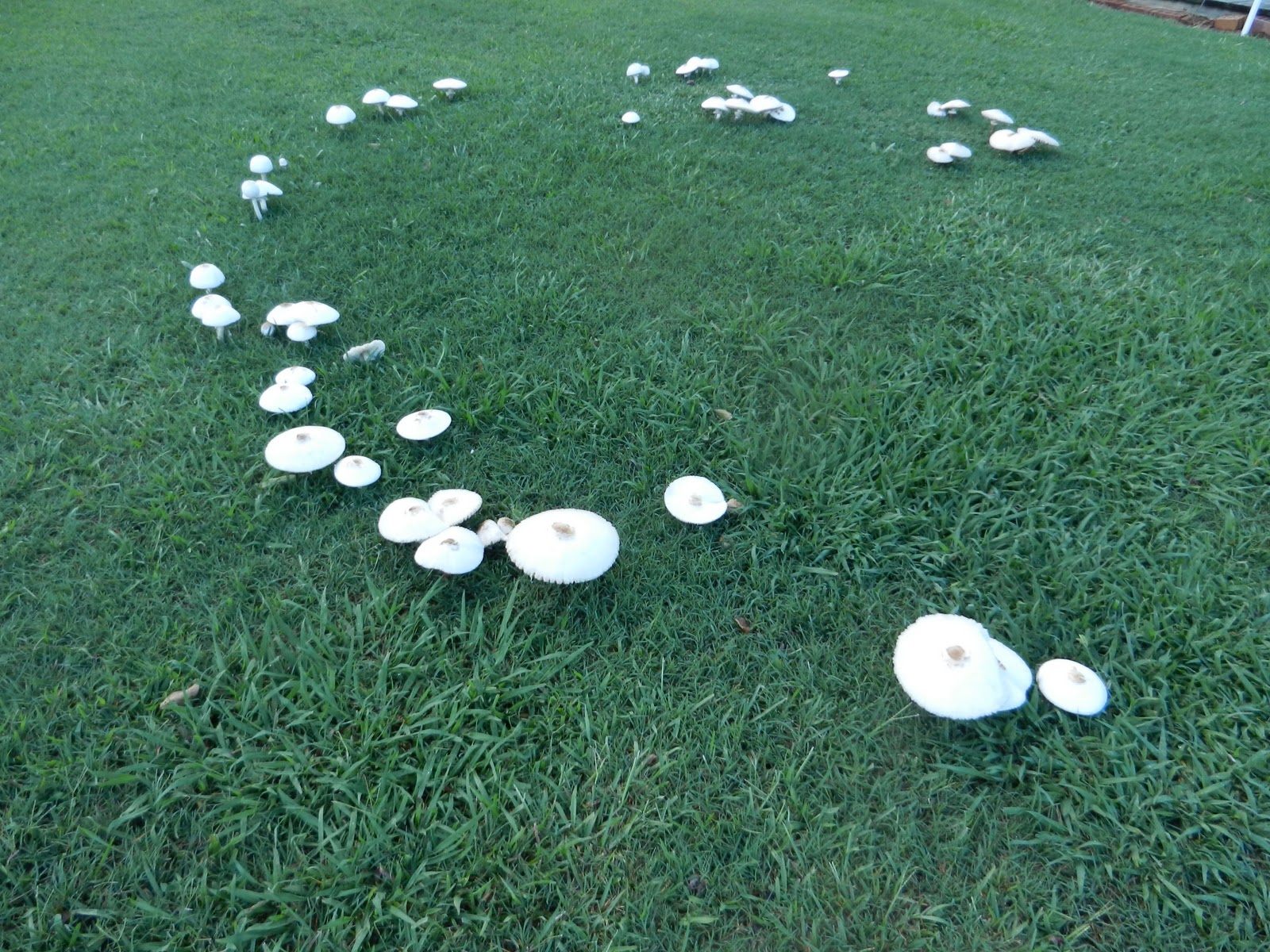 The Impatient Gardener: Fairy Ring