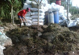 Pengertian Pupuk dan Macam-macam Jenis Pupuk beserta Contohnya