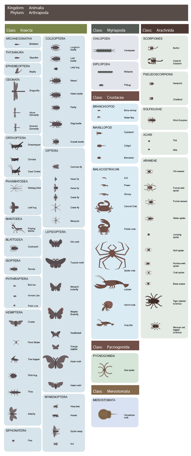 JULIANHECTOR: Who Eats Who? - A Food Web