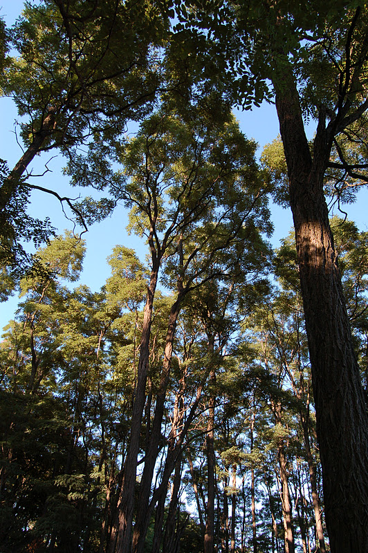 Biotope Design: Black Locust Savanna at Iron Bridge Prairie