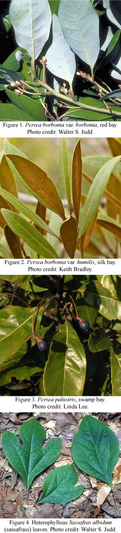 Family Profile: The Lauraceae