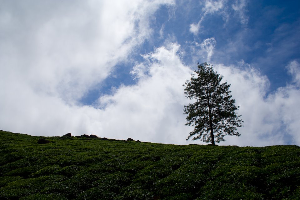 Tamilnadu Tourism: Manjolai Tea Estate, Manjolai Hills