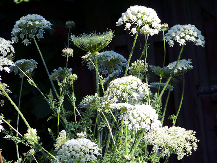 Spinrag: De wilde peen is best bijzonder.