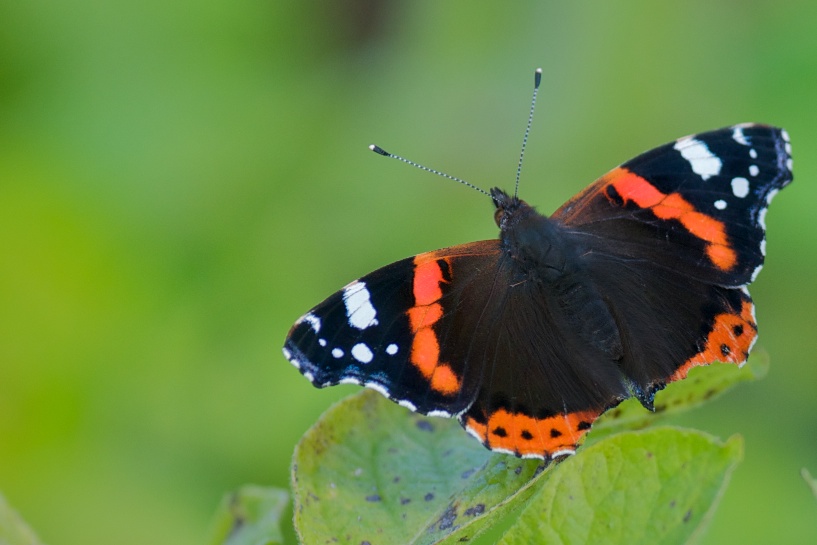 Helge Thun's fotoblogg: Admiral-sommerfugl