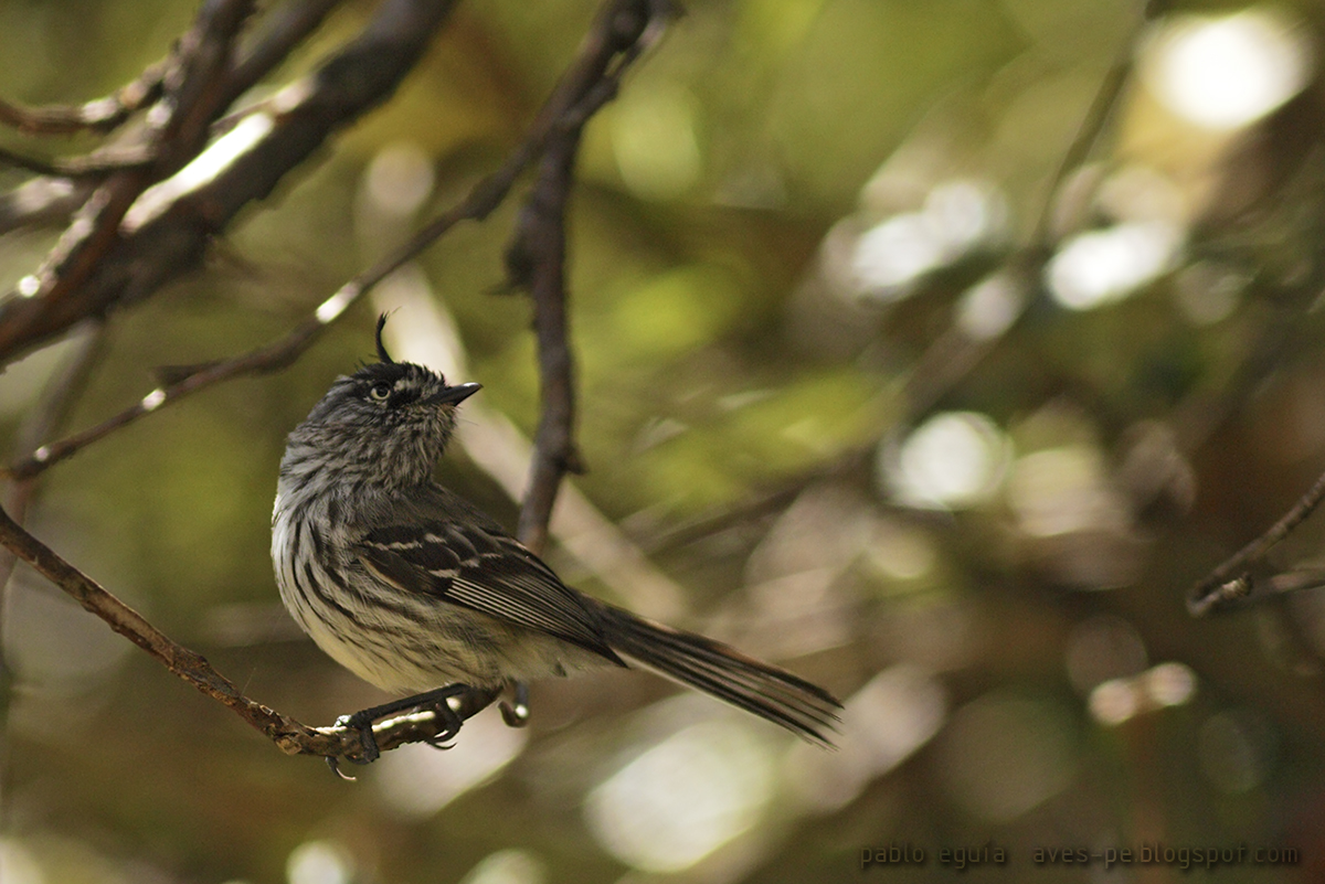mis fotos de aves: Anairetes parulus Cachudito Pico Negro Tufted Tit-tyrant