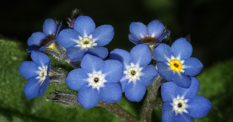 © Joan Rodó / Fotografia 1: Miosotis de bosc ( Myosotis sylvatica )