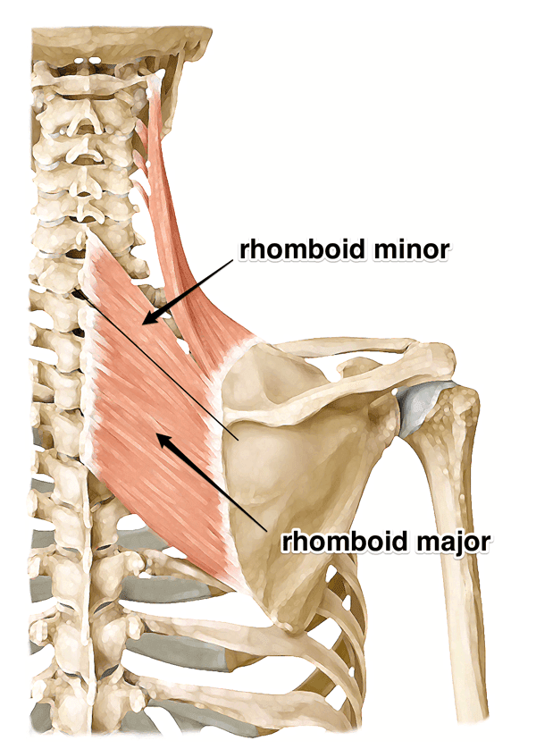 Shoulder / ПЛЕЧИ: The Rhomboid Muscle