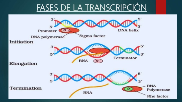 REPLICACIÓN, TRANSCRIPCIÓN Y TRADUCCIÓN DEL ADN: TRANSCRIPCIÓN DEL ADN