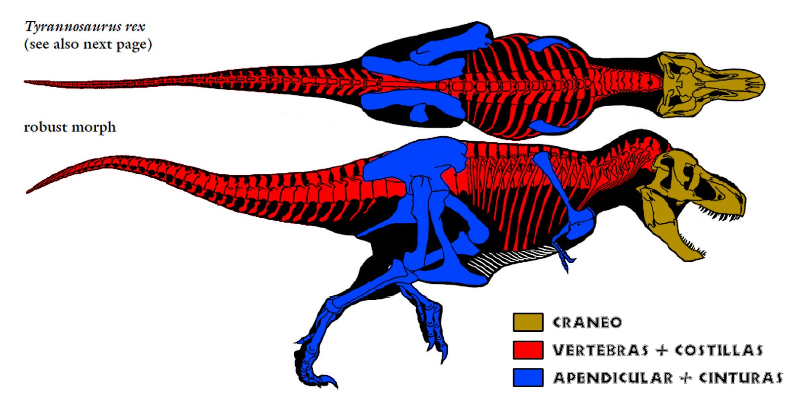 Dinosaur Renaissance: Tutorial 1: Nociones básicas de anatomía de ...