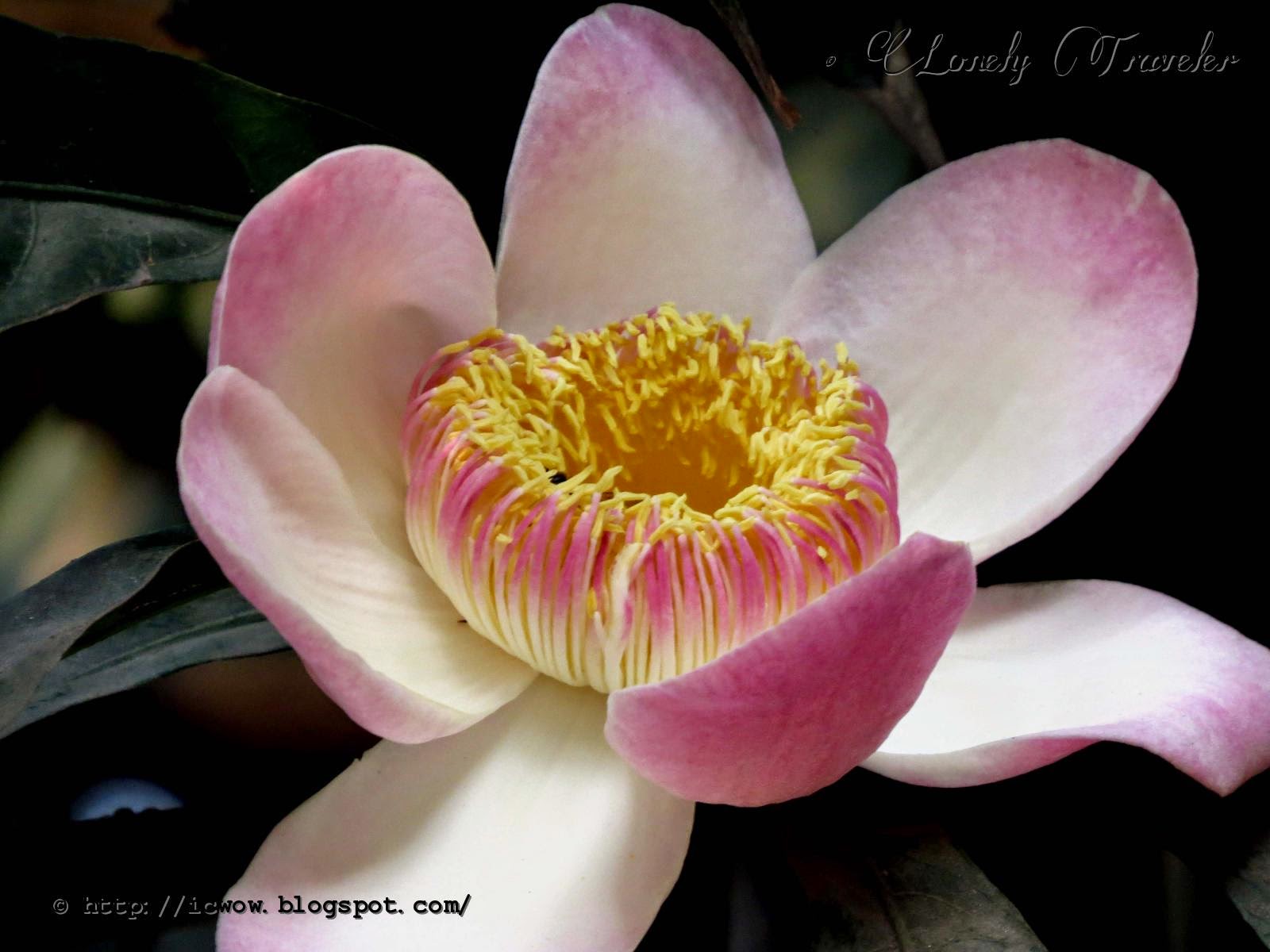 Majestic Heaven Lotus - Gustavia augusta