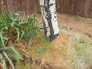 Master Arbor: Birch Tree Carpenter Worms