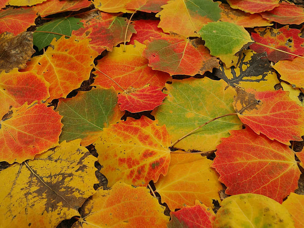 Chwile zaChwycone: Liście osiki