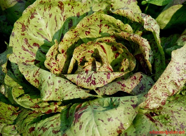 OATSPLANTER SEED: SEED DESCRIPTIONS