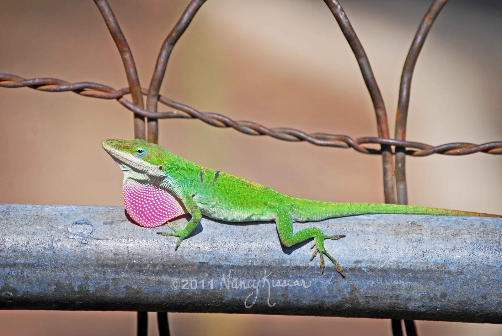 Wild About Texas: Anole in the Garden