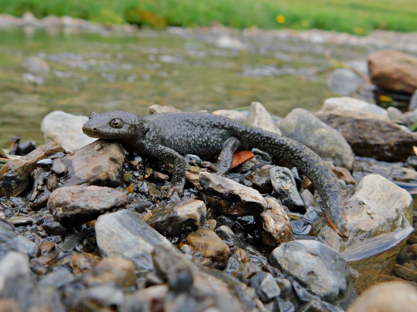 (Paleo-)Herpetología: Calotriton asper - Tritón pirenaico