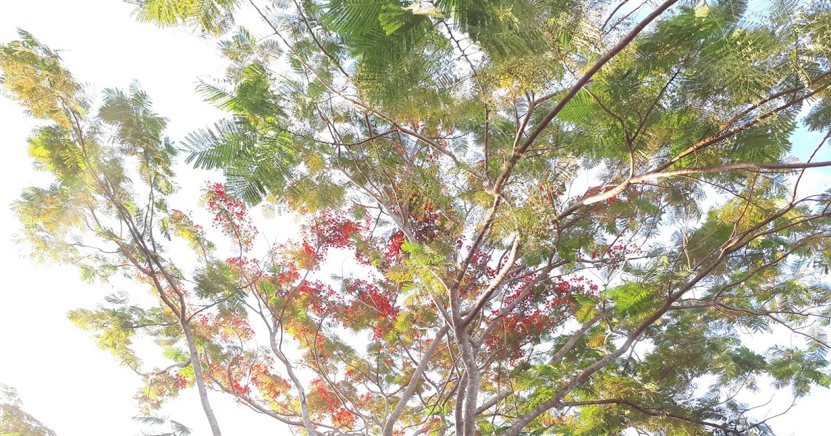 daun pokok semarak api - LeilanitaroPerez