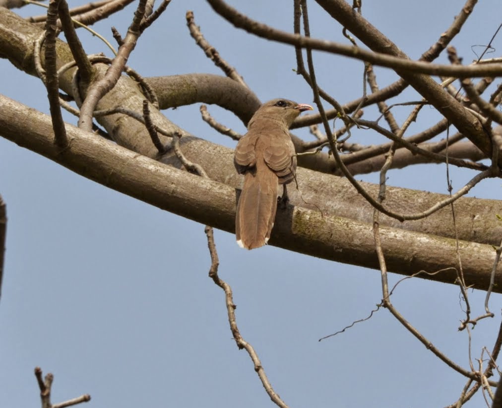 Jai's Bird Photography