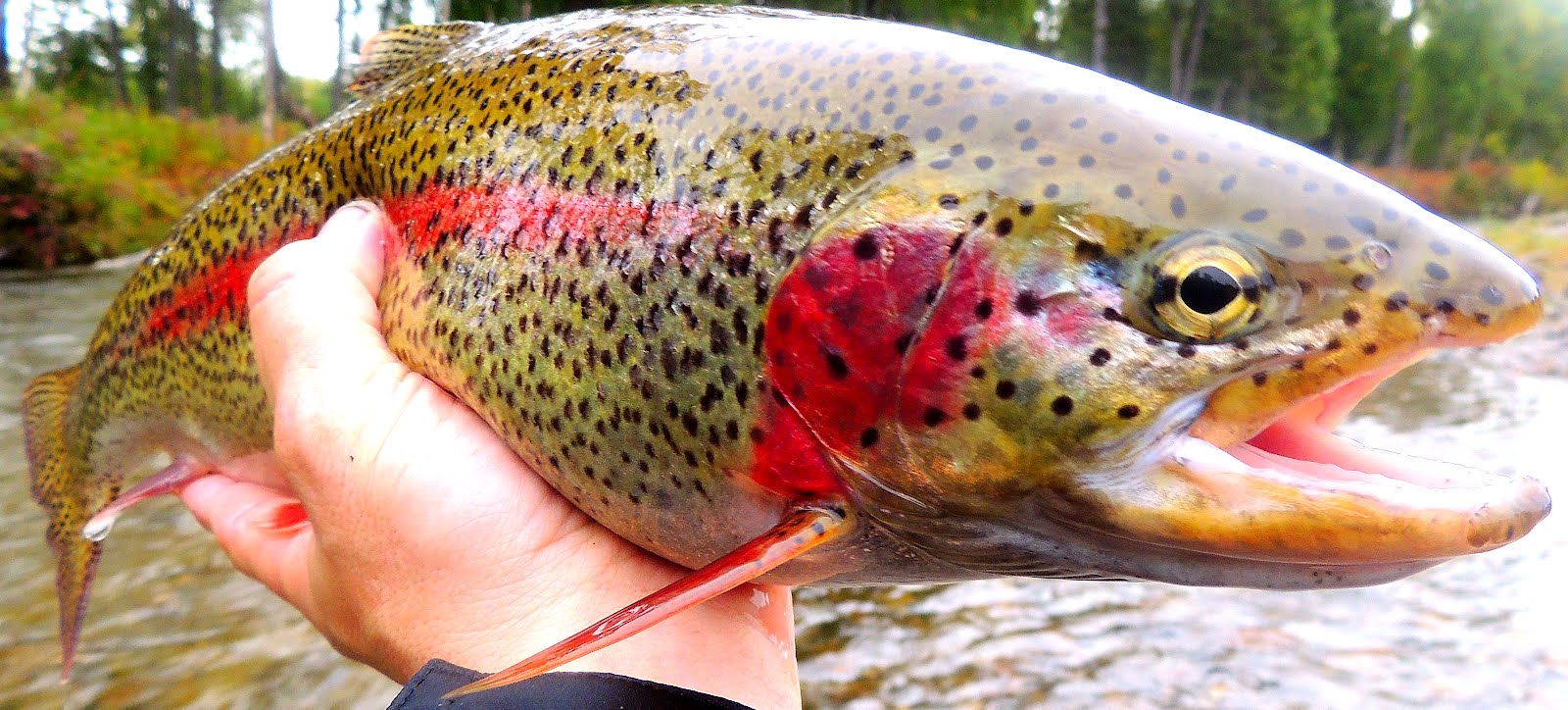 stinky fingers fish factory