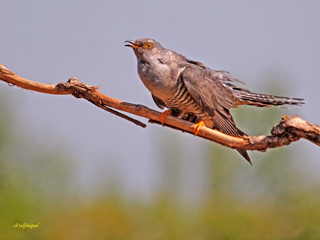 MIS AMIGAS LAS AVES: Cuco común (Cuculus canorus)