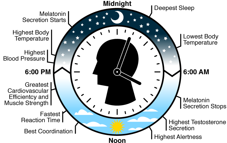 Are We Ignoring Our Body Clocks?