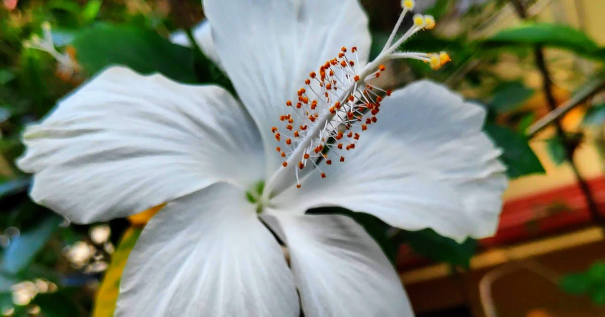 That Colorless Flower