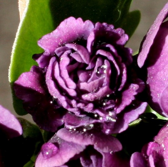 Tyras Trädgård / Tyras Garden: Show Auricula 'Fred Booley'